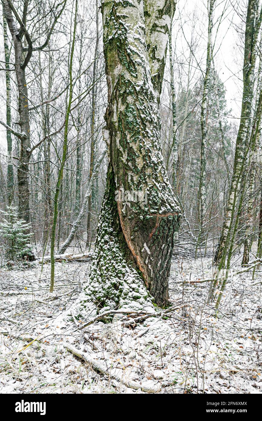 Two intertwined trunks of a birch tree in a winter forest, covered with ...