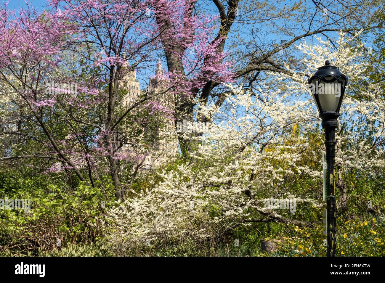Lamppost in trees hi-res stock photography and images - Alamy