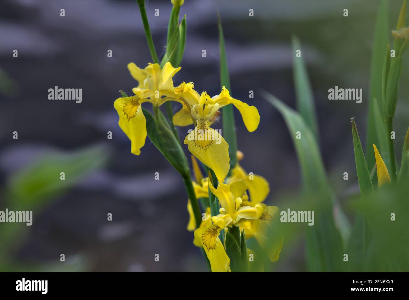 Iris water design hi-res stock photography and images - Alamy