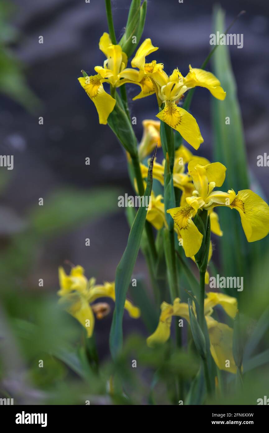 Water iris with foliage seen up close Stock Photo - Alamy