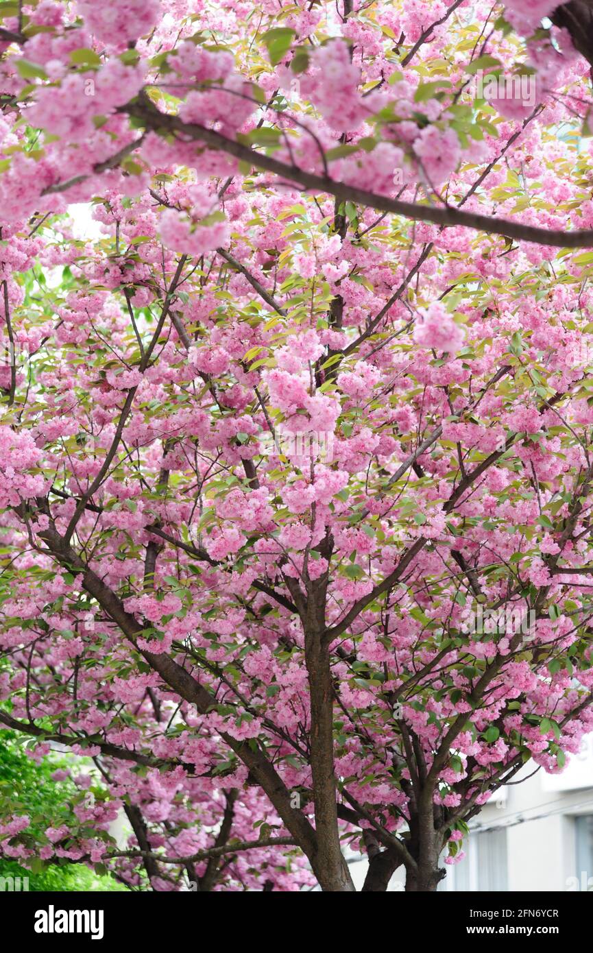 Sakura trees blooming in downtown. (Photo by Mykola Tys / SOPA Images ...