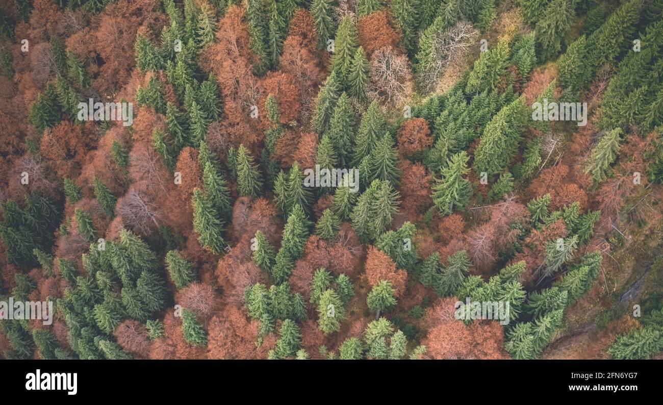 View from above the forest hi-res stock photography and images - Alamy