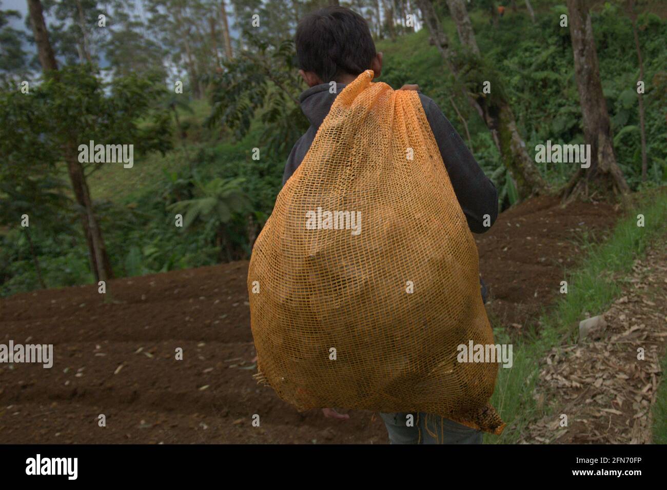 A farmer carrying freshly harvested vegetables, walking on a trail ...