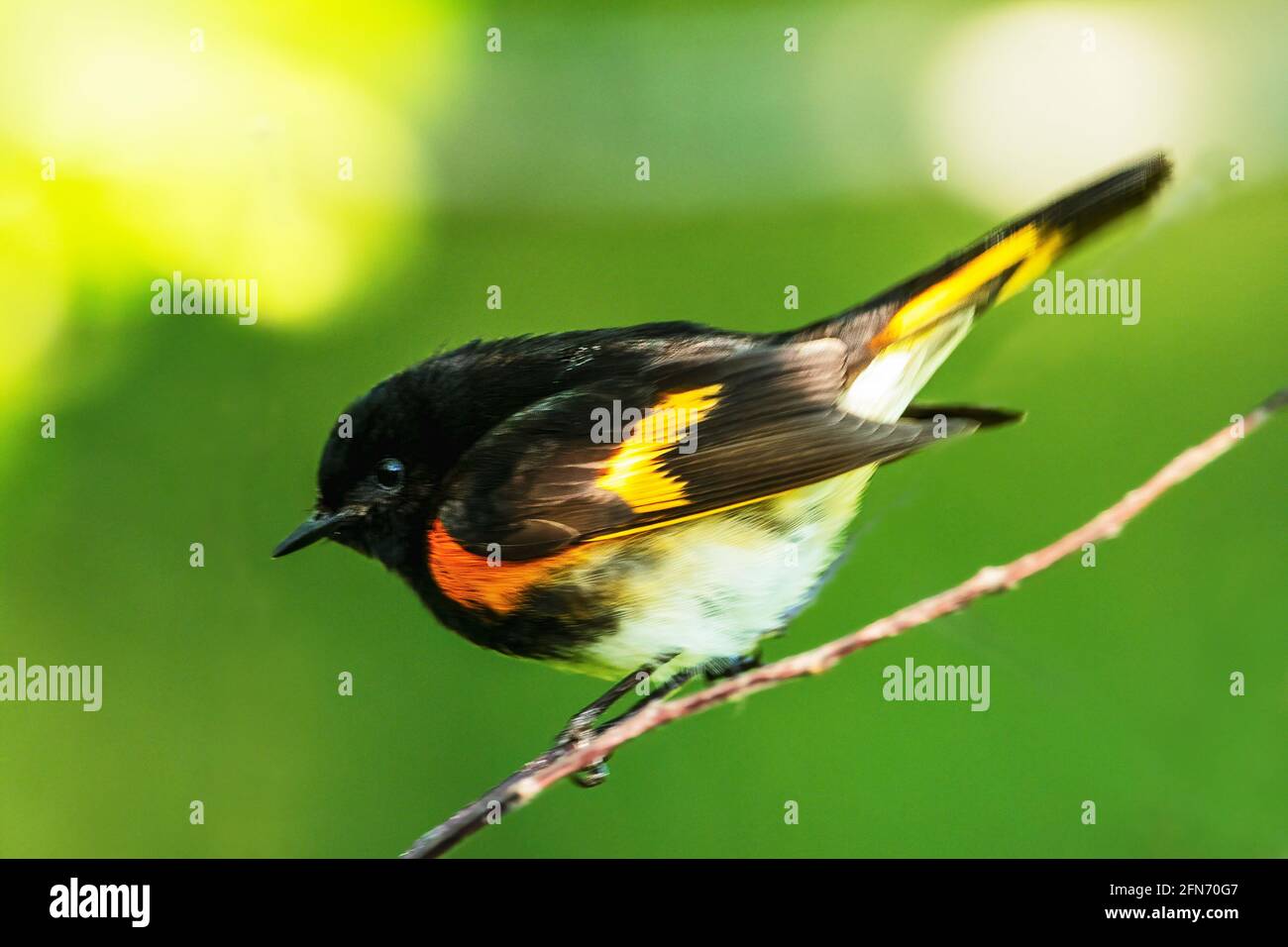 American redstart warbler during spring migration Stock Photo - Alamy