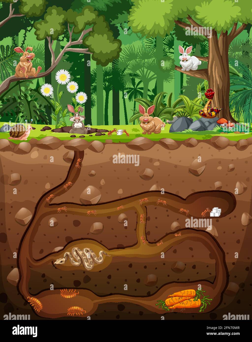 Underground animal burrow with animals in the forest illustration Stock Vector Image & Art - Alamy