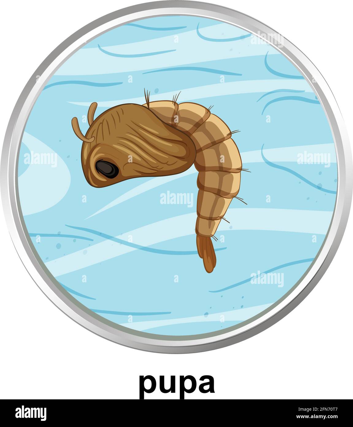 Top view of pupa mosquito on white background illustration Stock Vector ...
