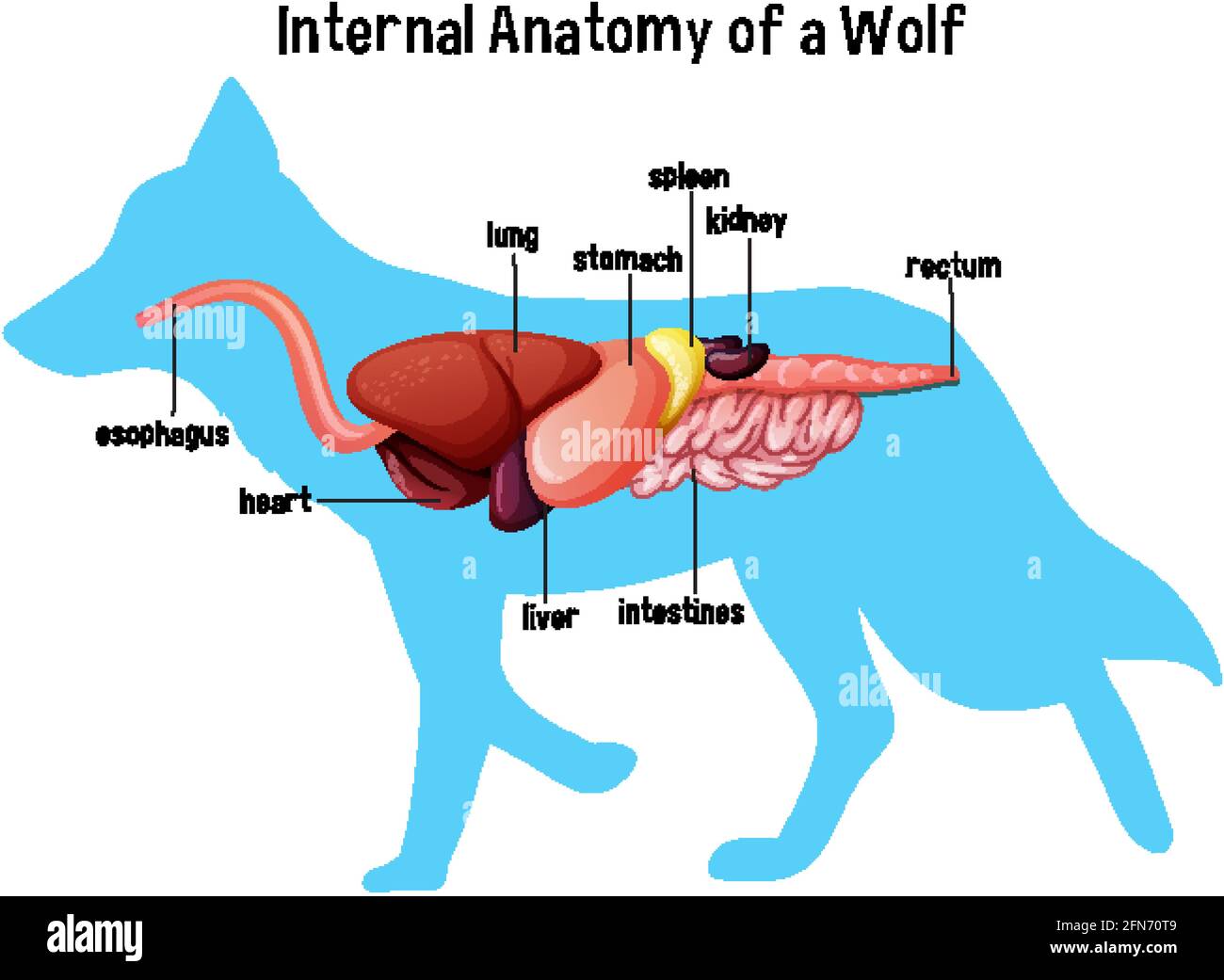 Wolf Diagram