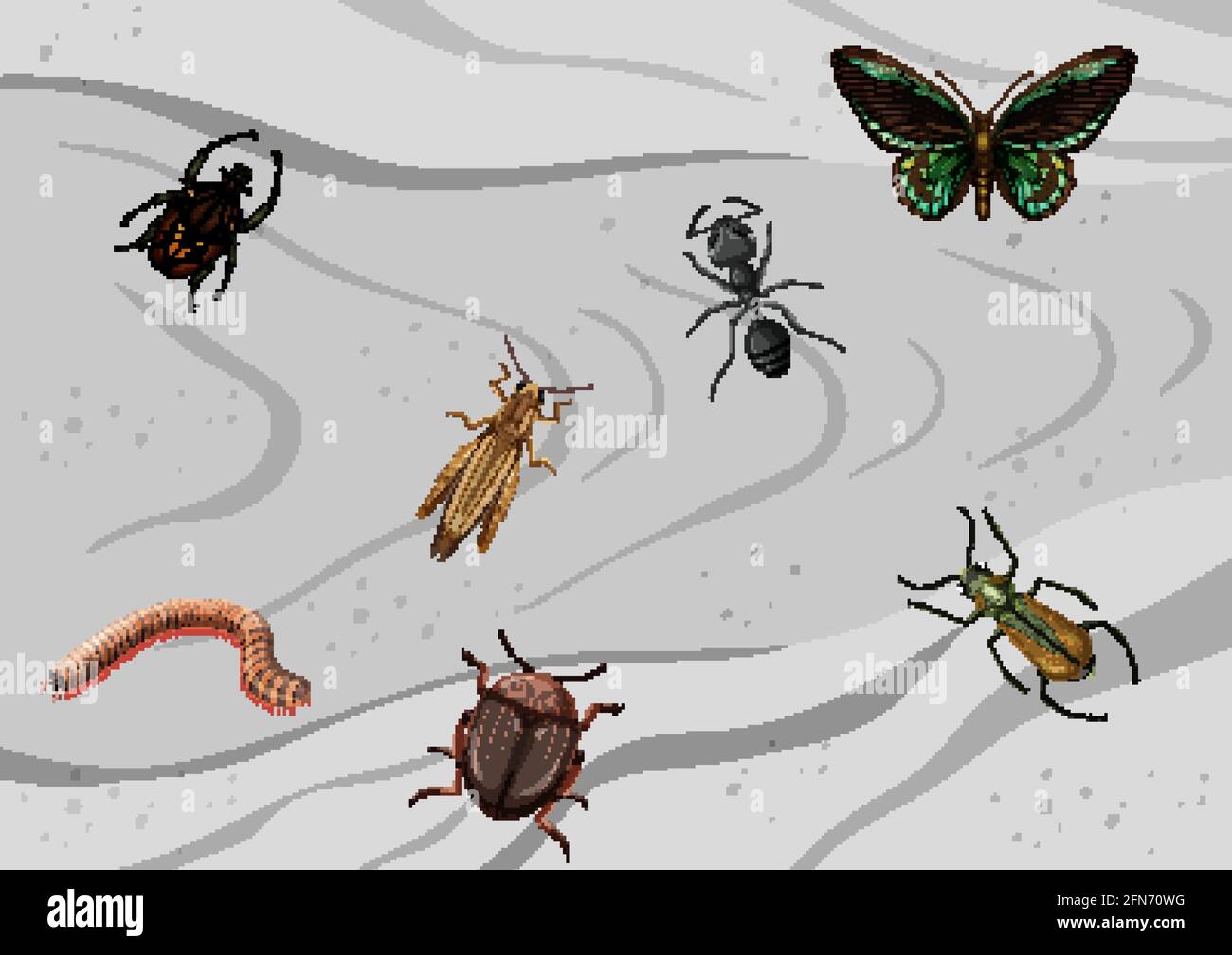 Top view of different types of insect illustration Stock Vector Image ...