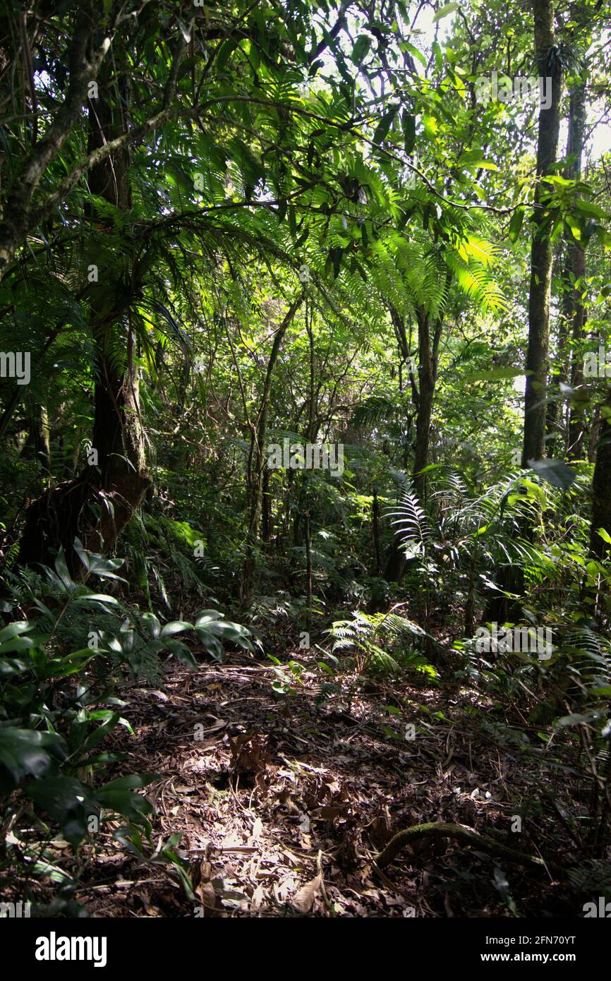 A trail inside Mount Gede Pangrango National Park in West Java ...