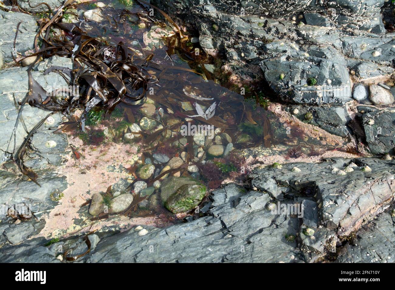 Cornish rockpool hi-res stock photography and images - Alamy