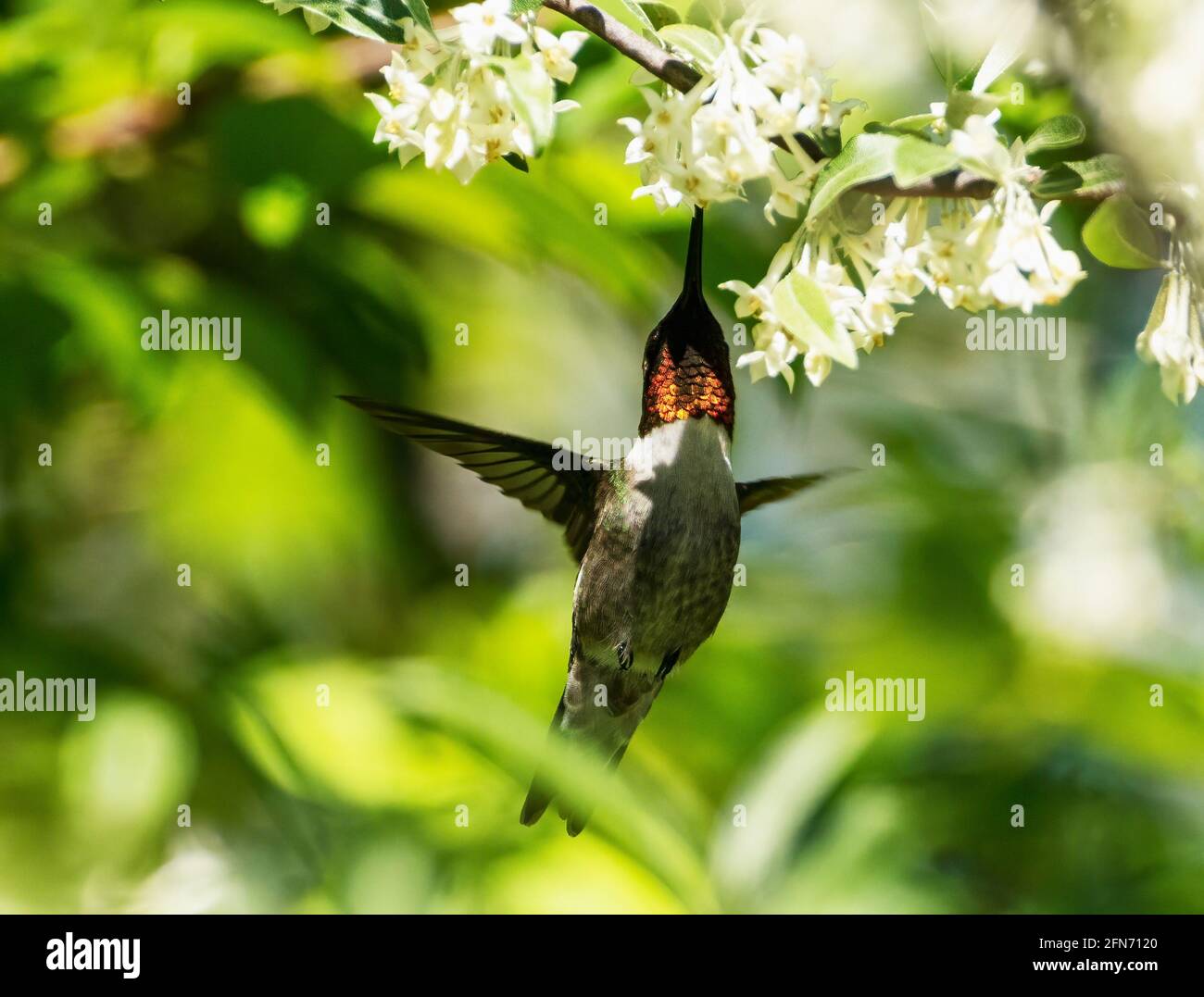 male ruby-throated hummingbird Stock Photo - Alamy