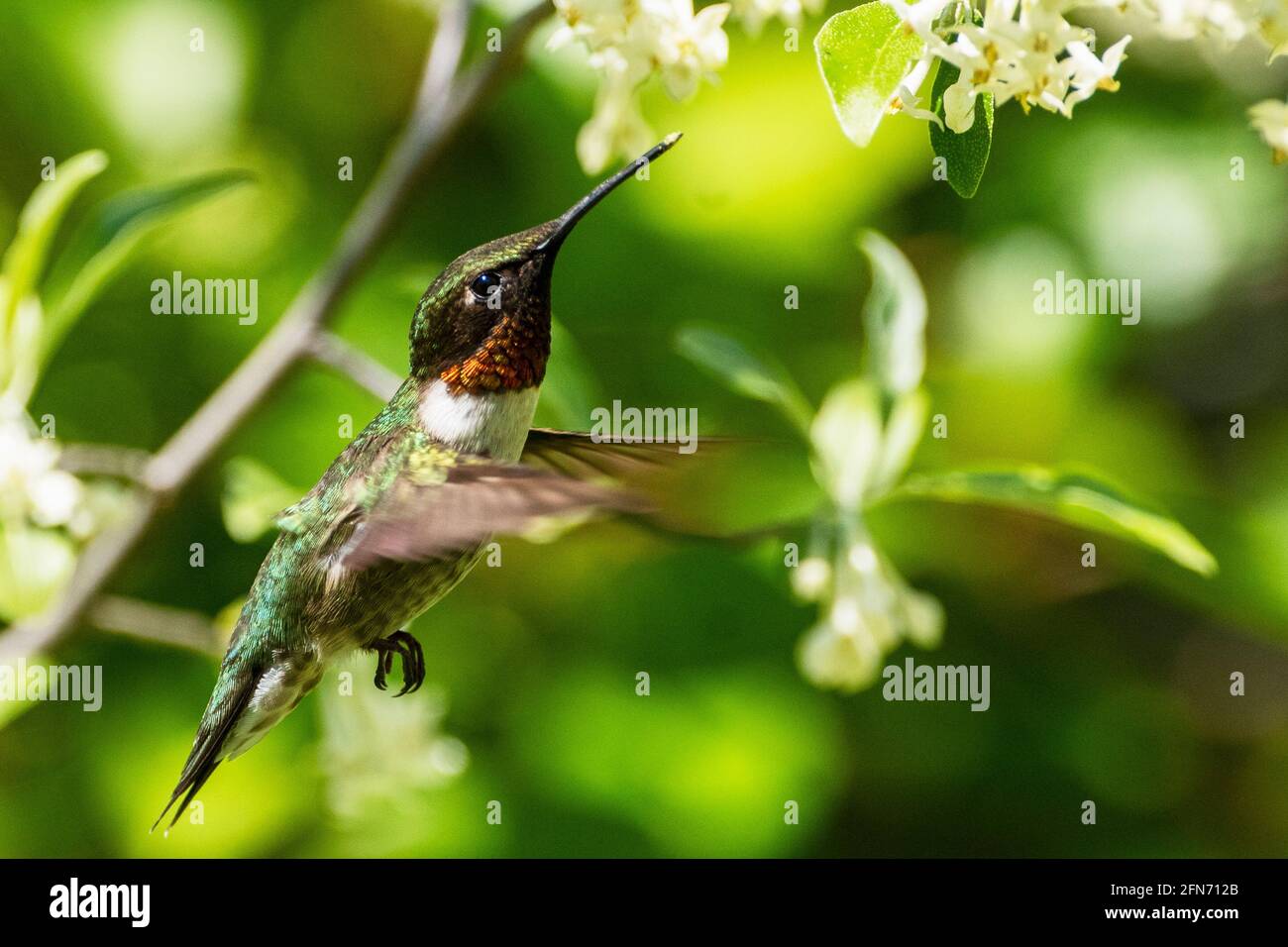 male ruby-throated hummingbird Stock Photo - Alamy