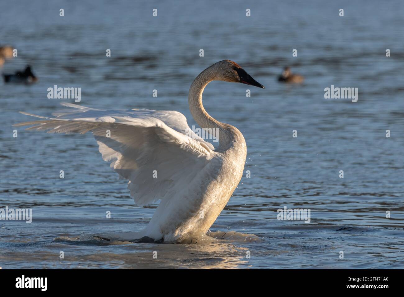 One arctic tundra trumpeter swan with wings flapping and spread out ...