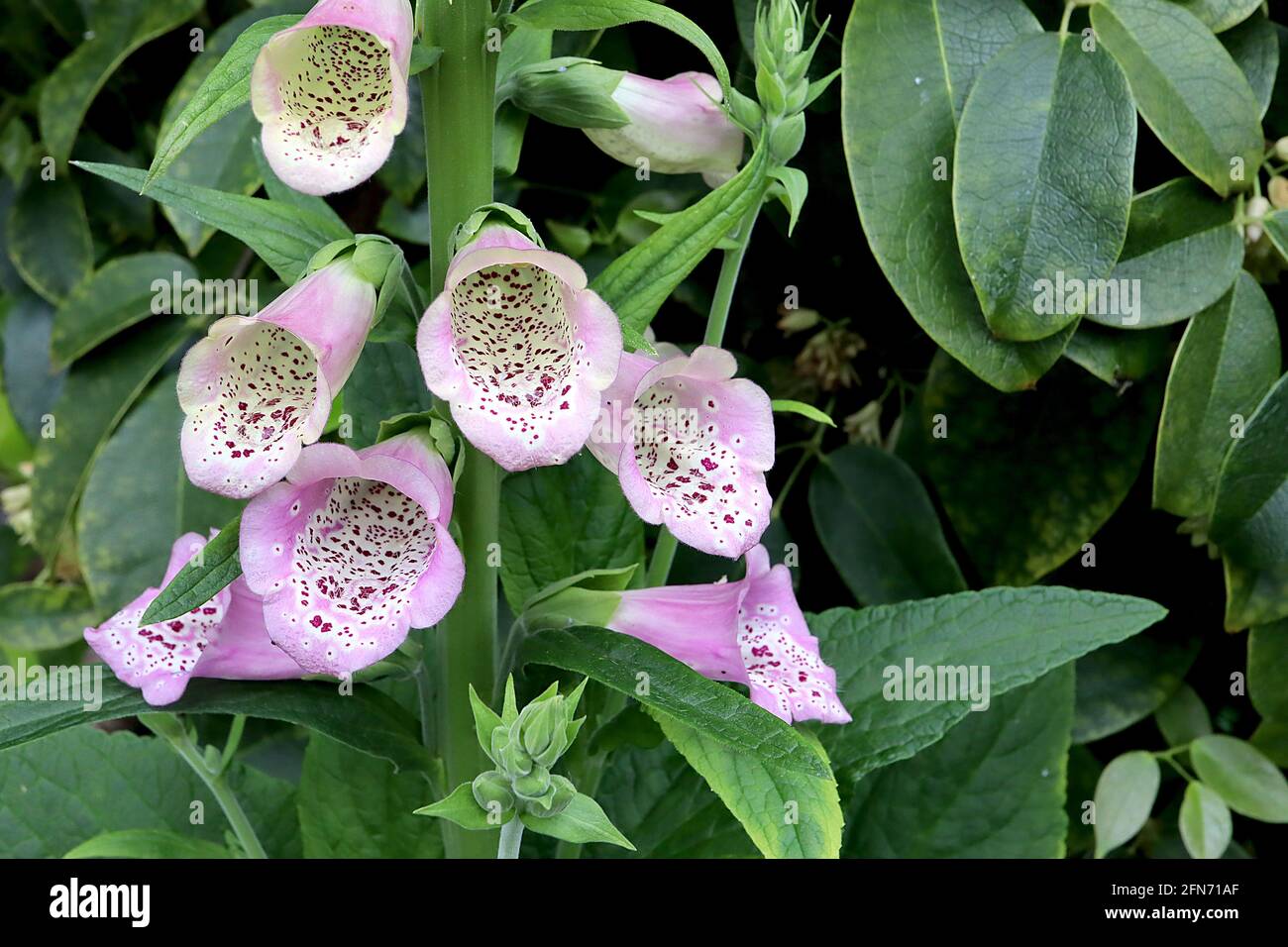 Digitalis purpurea Camelot Lavender foxglove Camelot Lavender - long ...