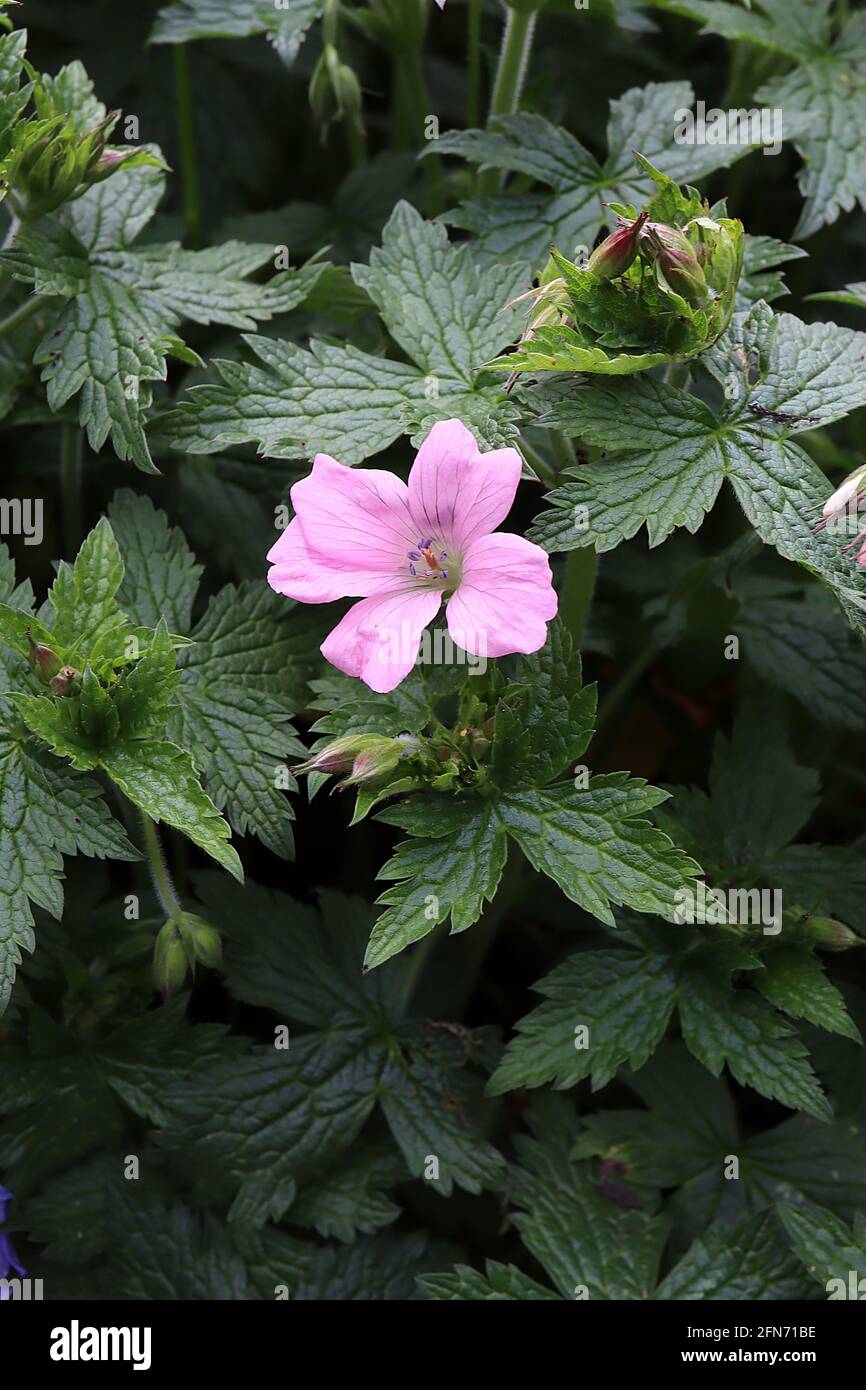 Geranium x oxonianum ‘Wargrave Pink’ cranesbill Wargrave Pink – shades ...