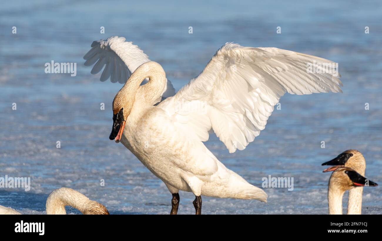 One swan flapping with mouth open in aggressive position while swimming ...
