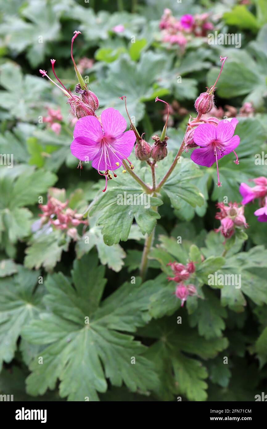 Cranesbill czakor hi-res stock photography and images - Alamy