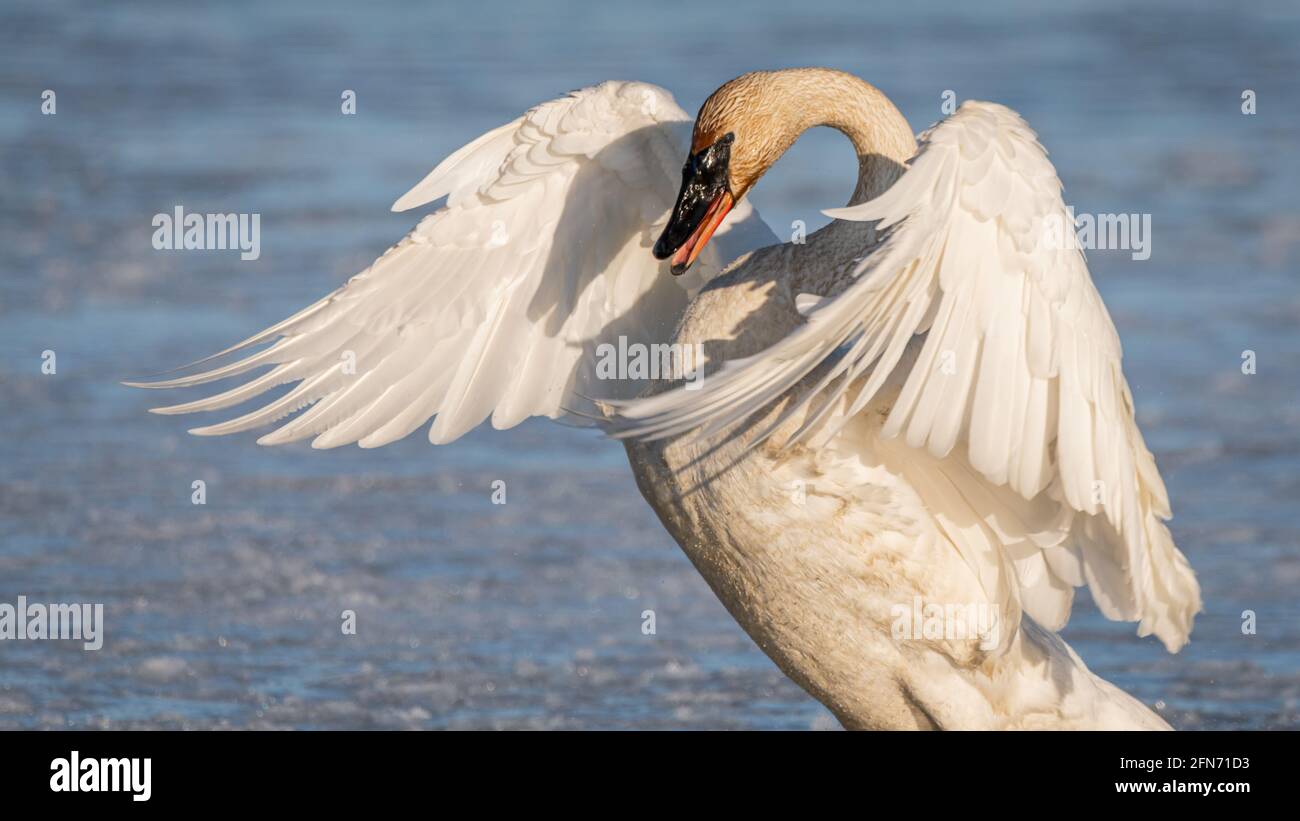 Official Bird Of Yukon Canada