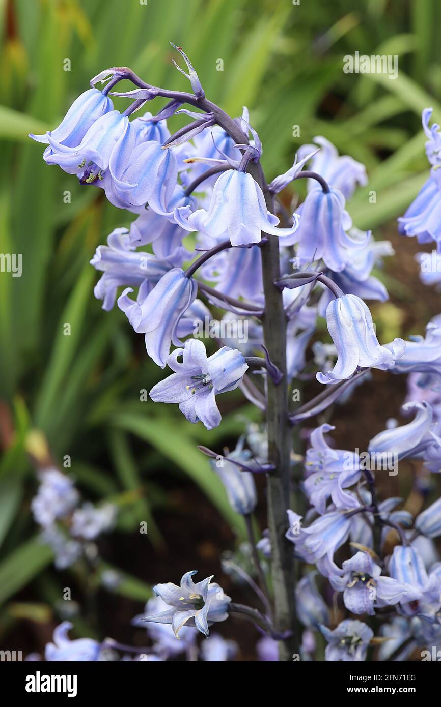 Hyacinthoides non-scripta BLUE English bluebells – violet blue narrow ...