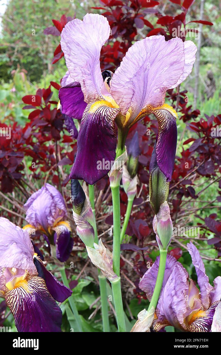 Iris germanica ‘Ambassadeur’ Bearded iris Deep purple falls, violet ...
