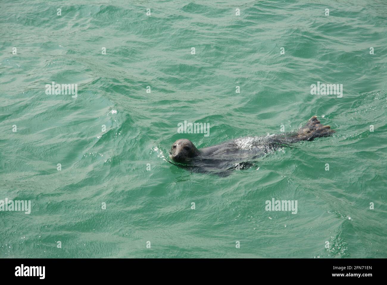 St ives seal hi-res stock photography and images - Alamy