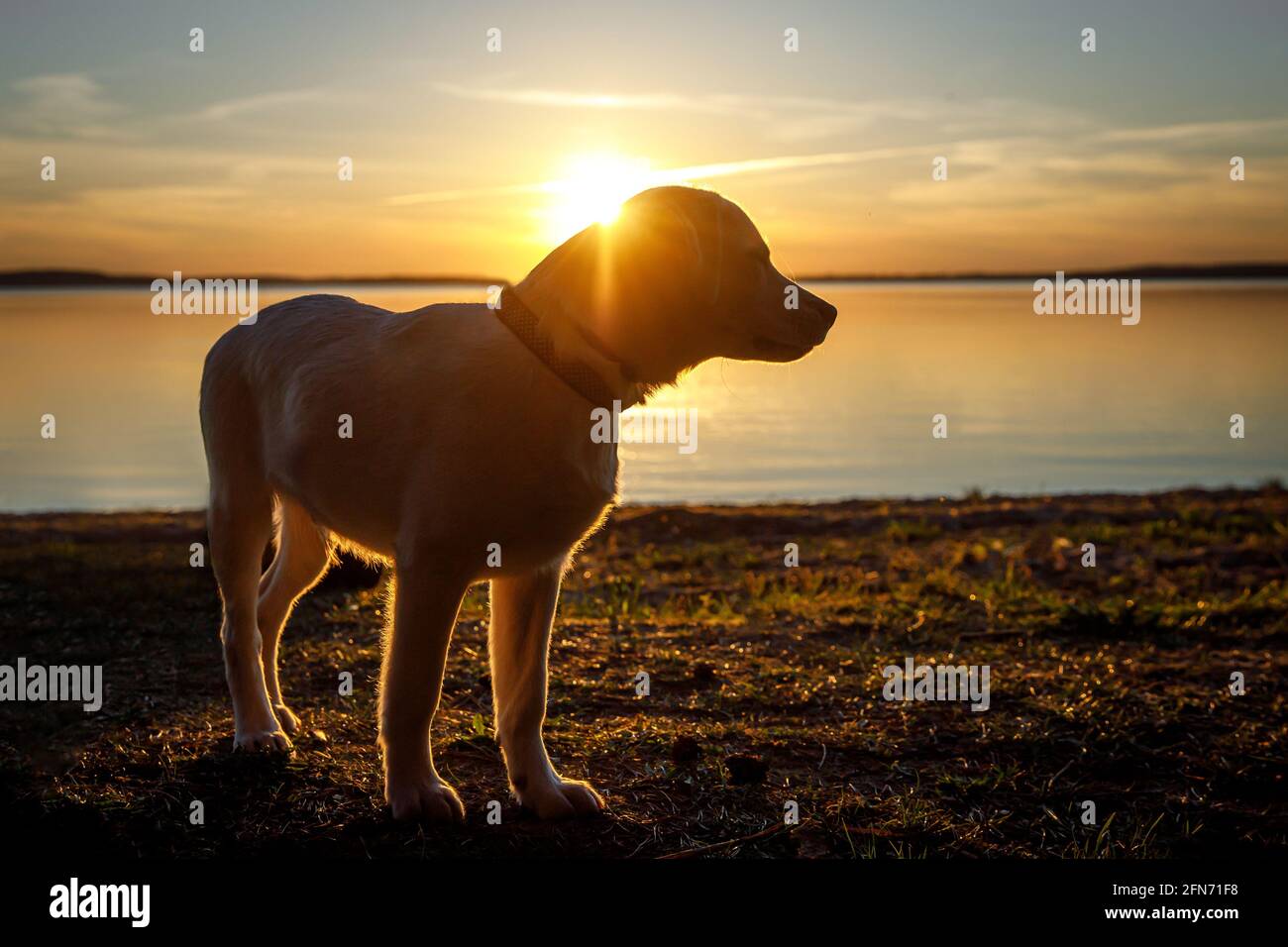 Young labrador at sunset beach Stock Photo - Alamy