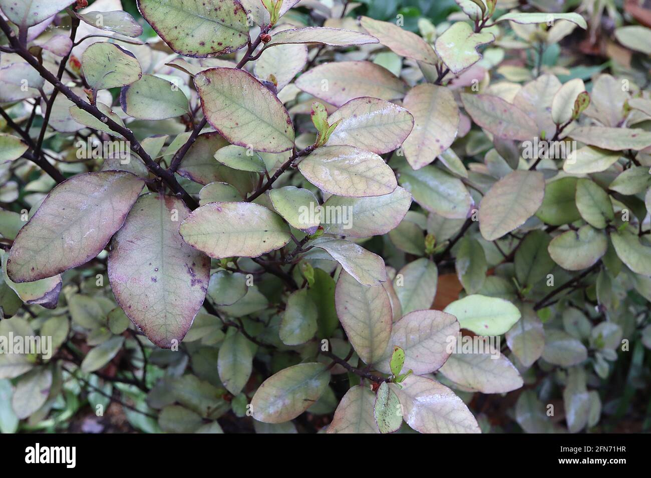Pseudowintera colorata Mountain horopito – pale green elliptic leaves ...