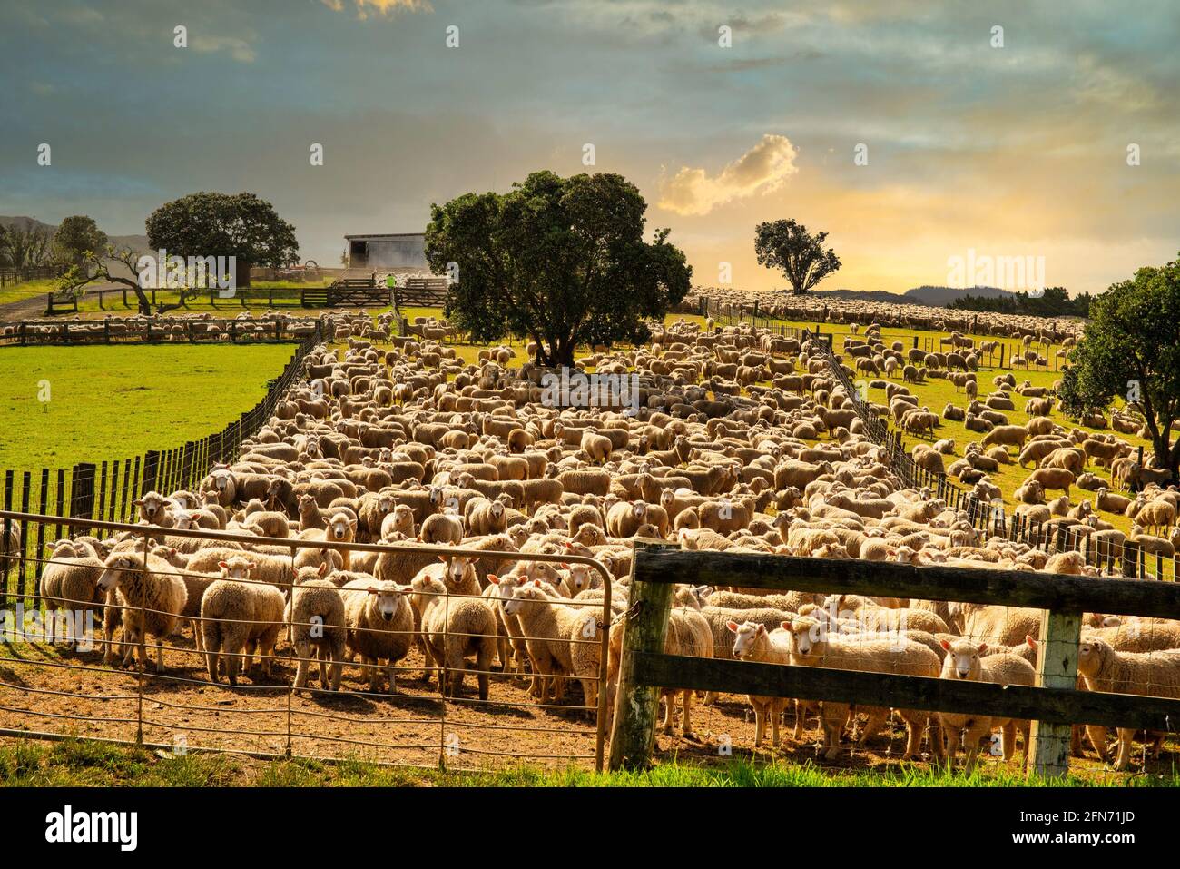Hundreds of sheep herded into the stock yard in the rural farm at ...