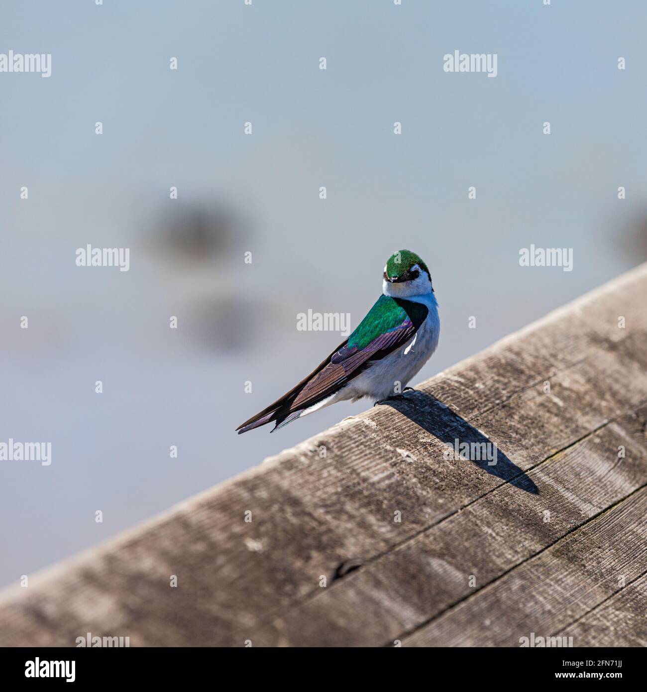 House martin migration hi-res stock photography and images - Alamy