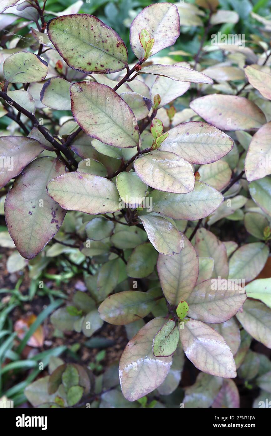 Pseudowintera colorata Mountain horopito – pale green elliptic leaves ...