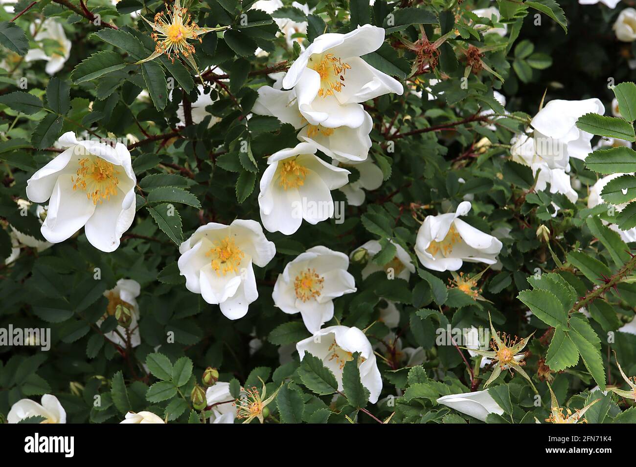 White musk rose hi-res stock photography and images - Alamy