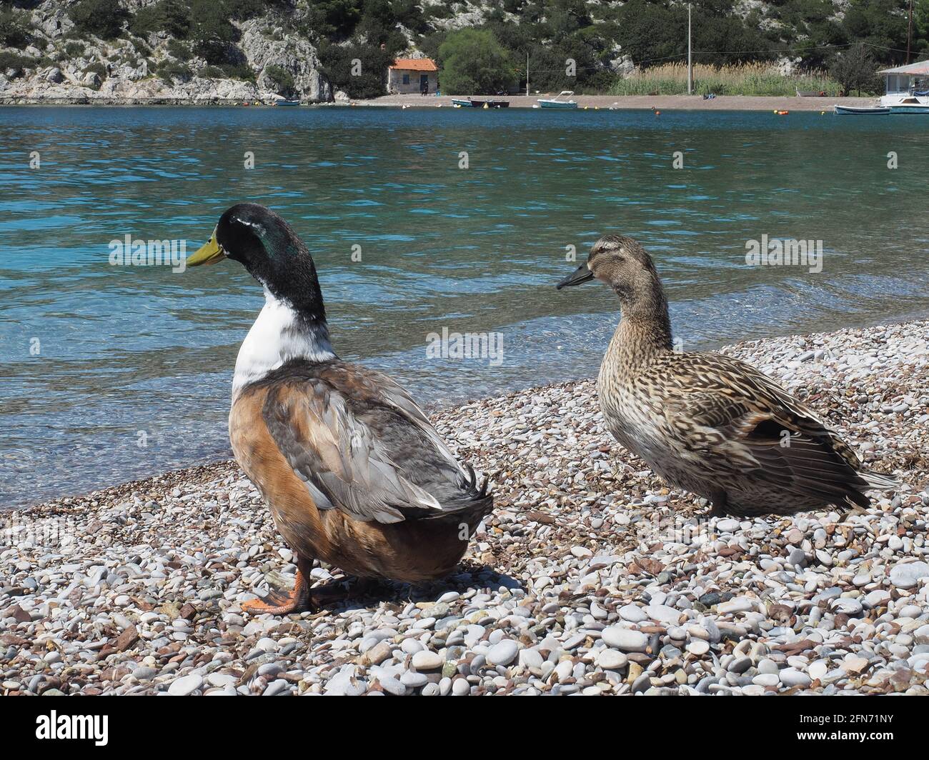 Adult male and female mallard ducks, standing on Greek seashore Stock ...