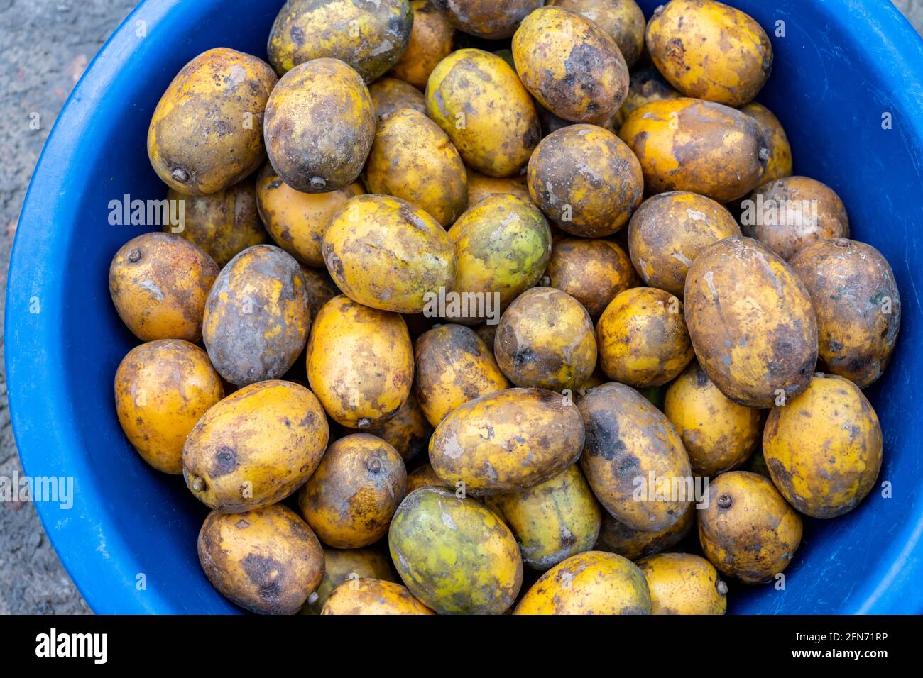 Cocona fruit (Solanum sessiliflorum) from the Peruvian Amazon ...