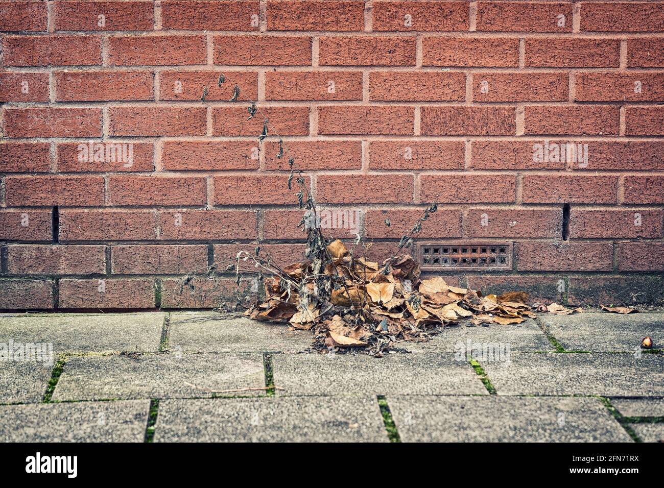 Weeds and wall hi-res stock photography and images - Alamy