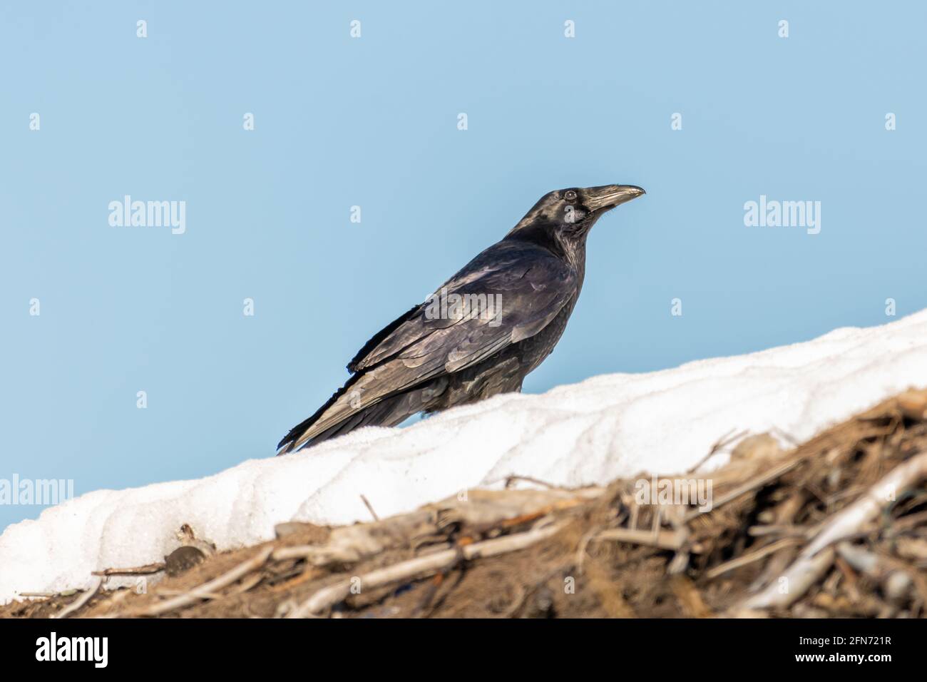 Common raven seen in northern Canada standing on a pile of snow with ...
