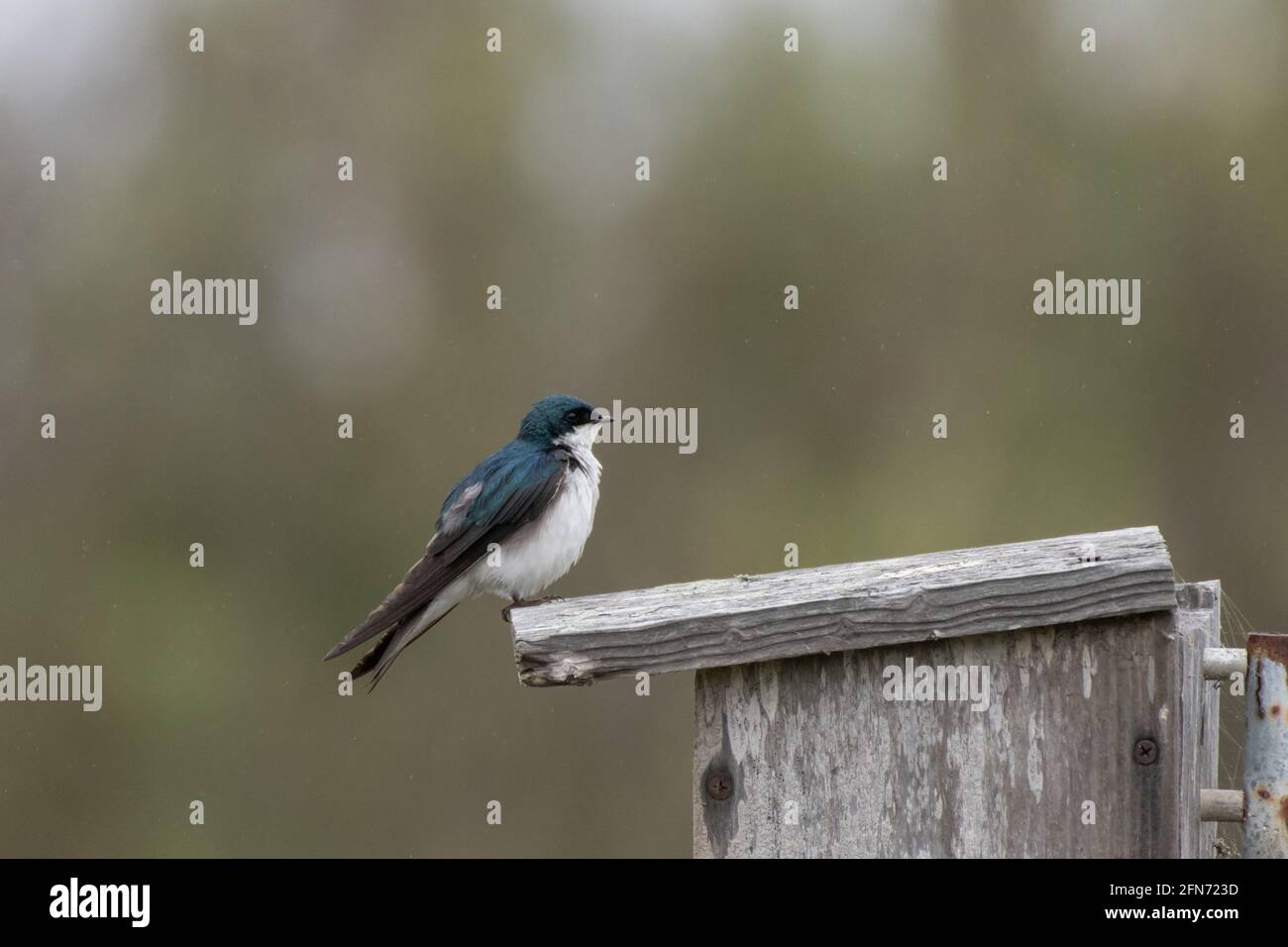 Tree Swallow perched on top of wooden bird house remains alert to his ...