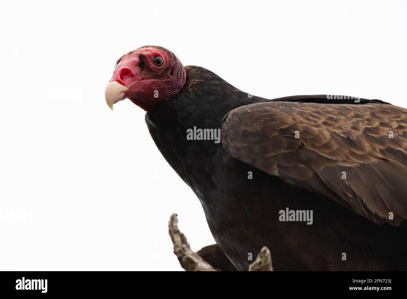 Large Turkey Vulture with red beak and white tip looks down from perch ...