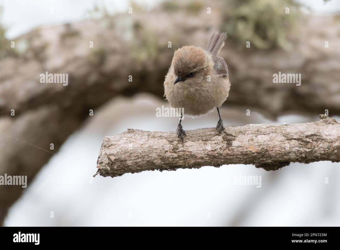 Cute and adorable Bushtit bird perches on firm, deadwood branch while ...