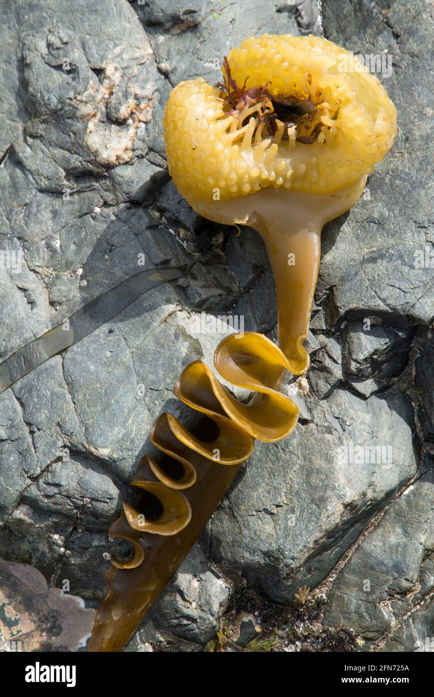 Cornish seaweed hi-res stock photography and images - Alamy