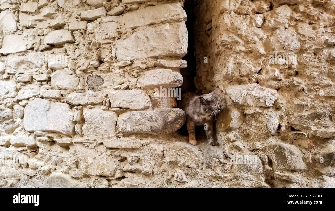A stray tortoise shell cat is camouflaged as he hides in a space in an ...