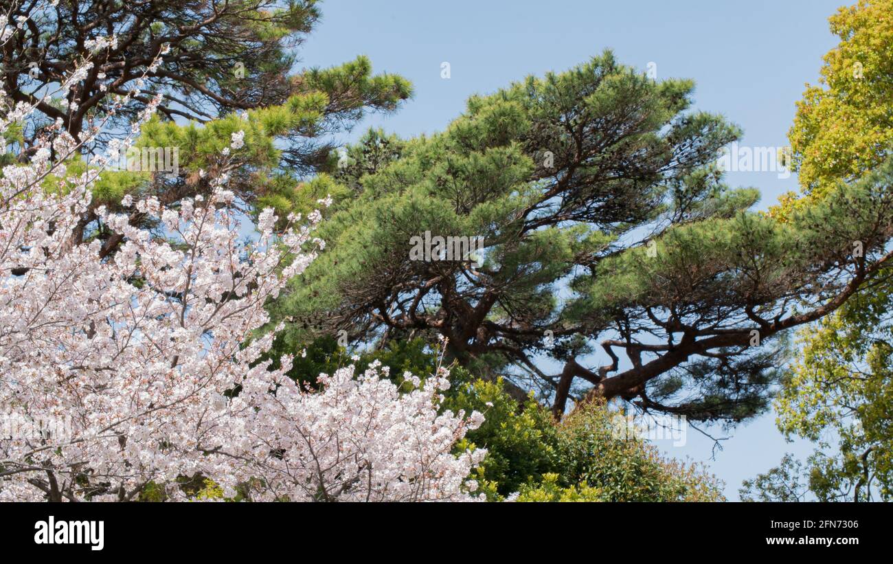 Low angle shot of pink cherry blossom sakura trees isolated against ...