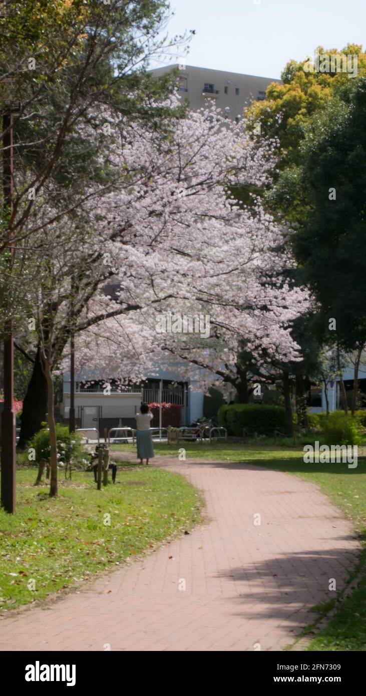 Low angle shot of pink cherry blossom sakura trees isolated against ...