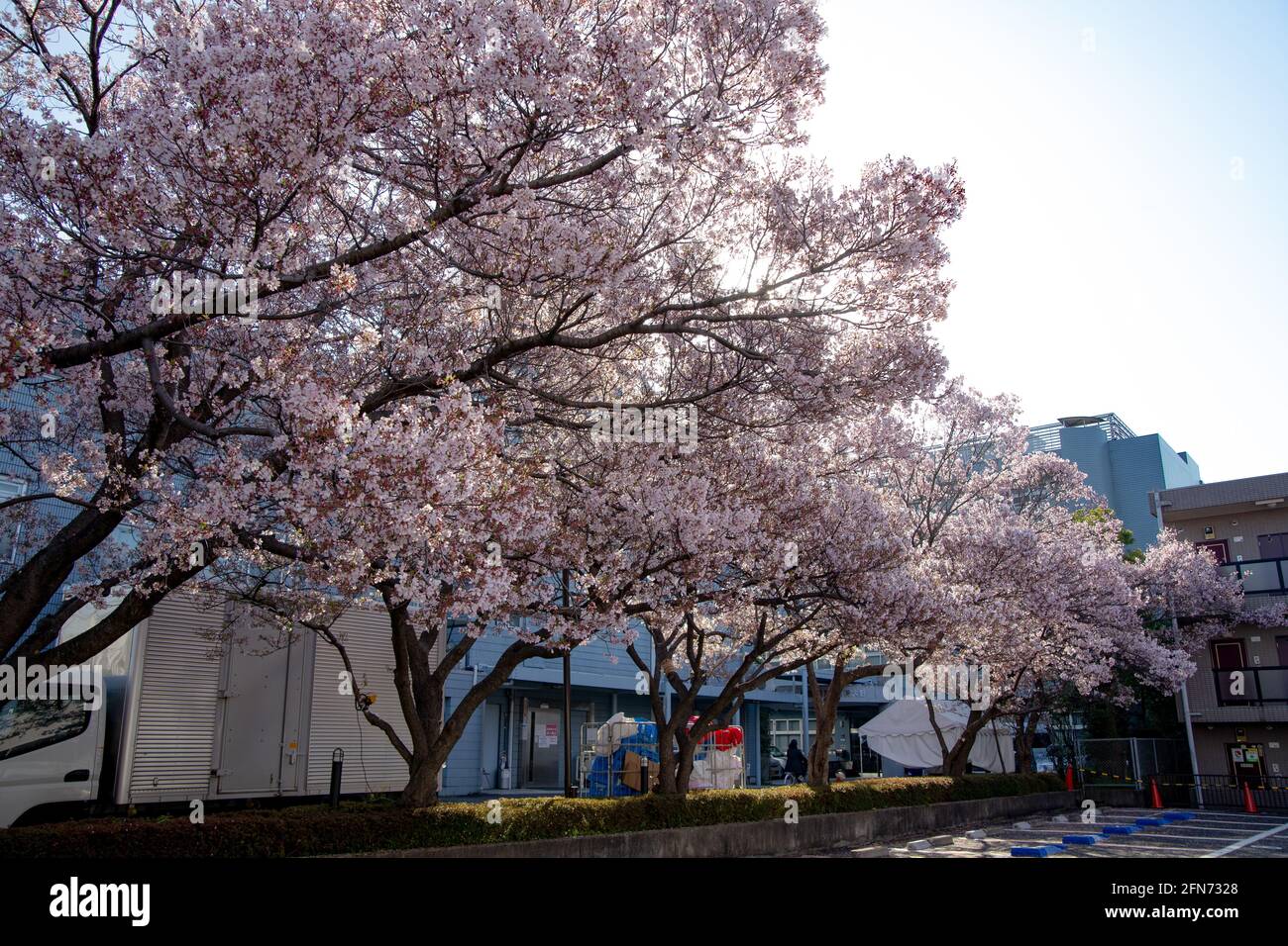 Low angle shot of pink cherry blossom sakura trees isolated against ...