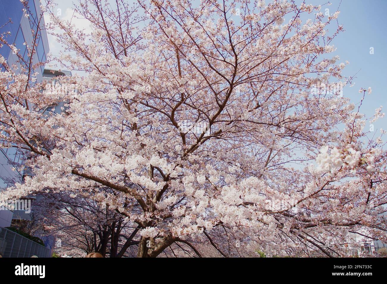 Low angle shot of pink cherry blossom sakura trees isolated against ...
