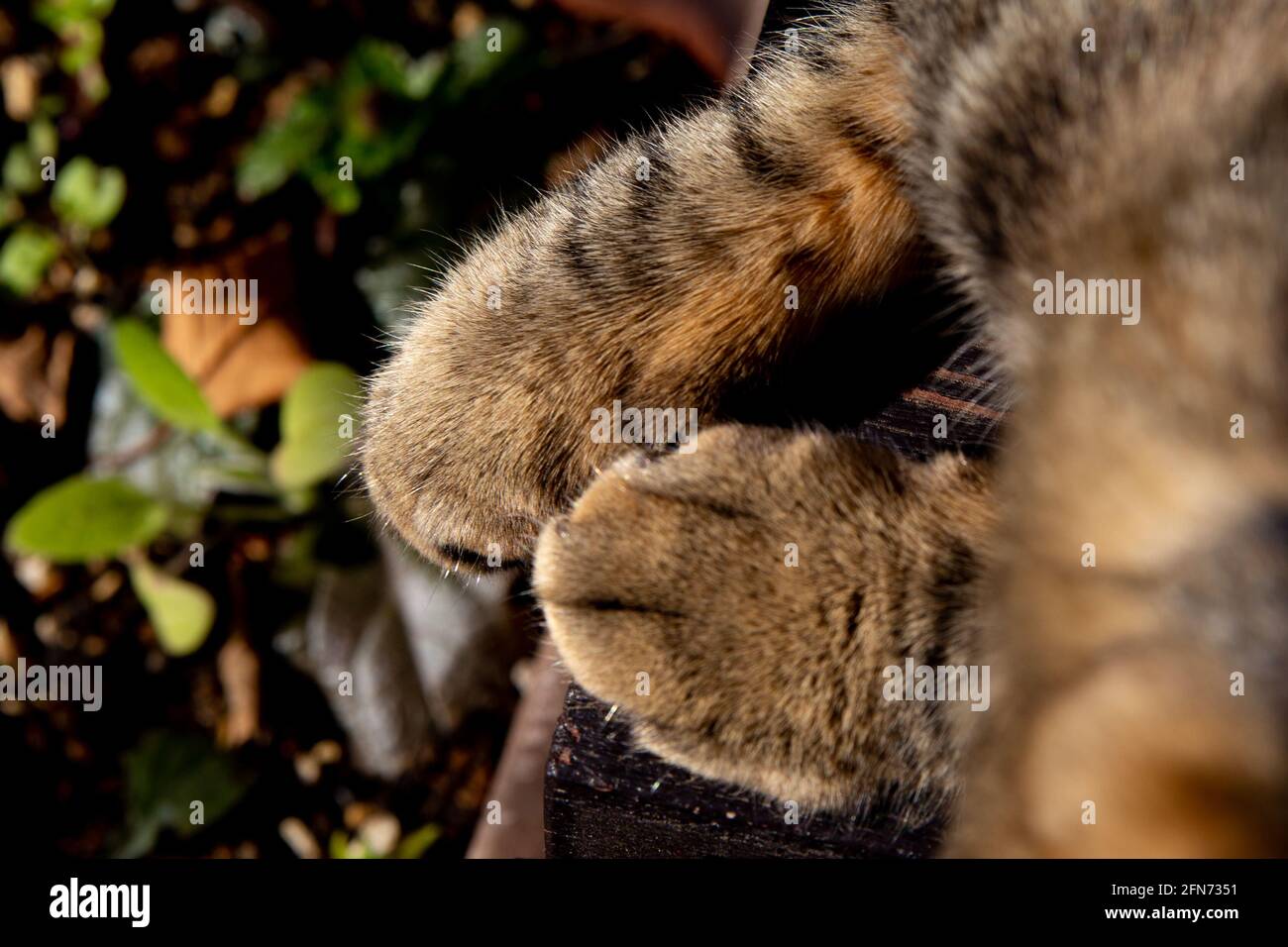 Domestic cat paw and mouth hi-res stock photography and images - Alamy