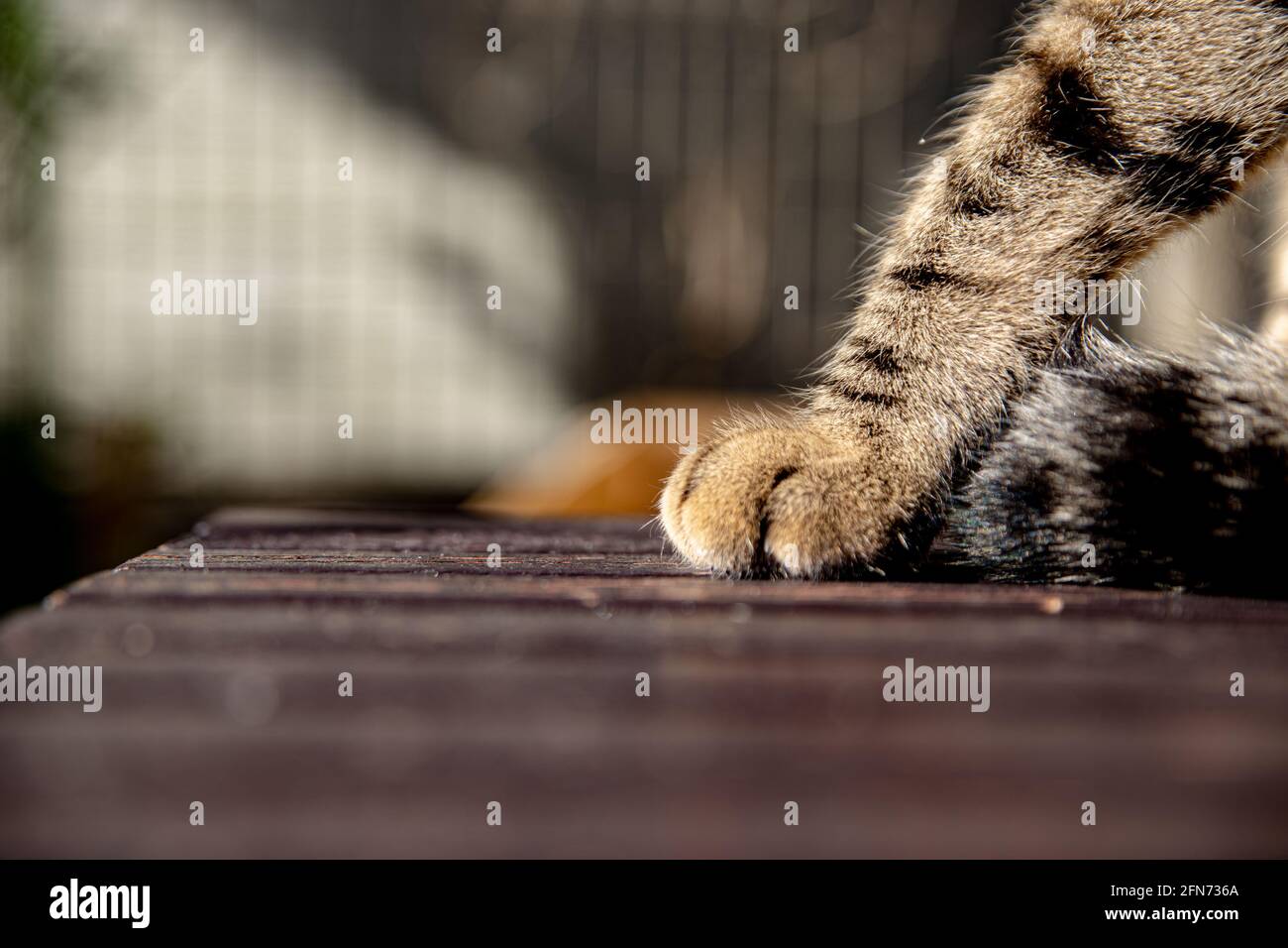 Kitty soft paws hi-res stock photography and images - Alamy