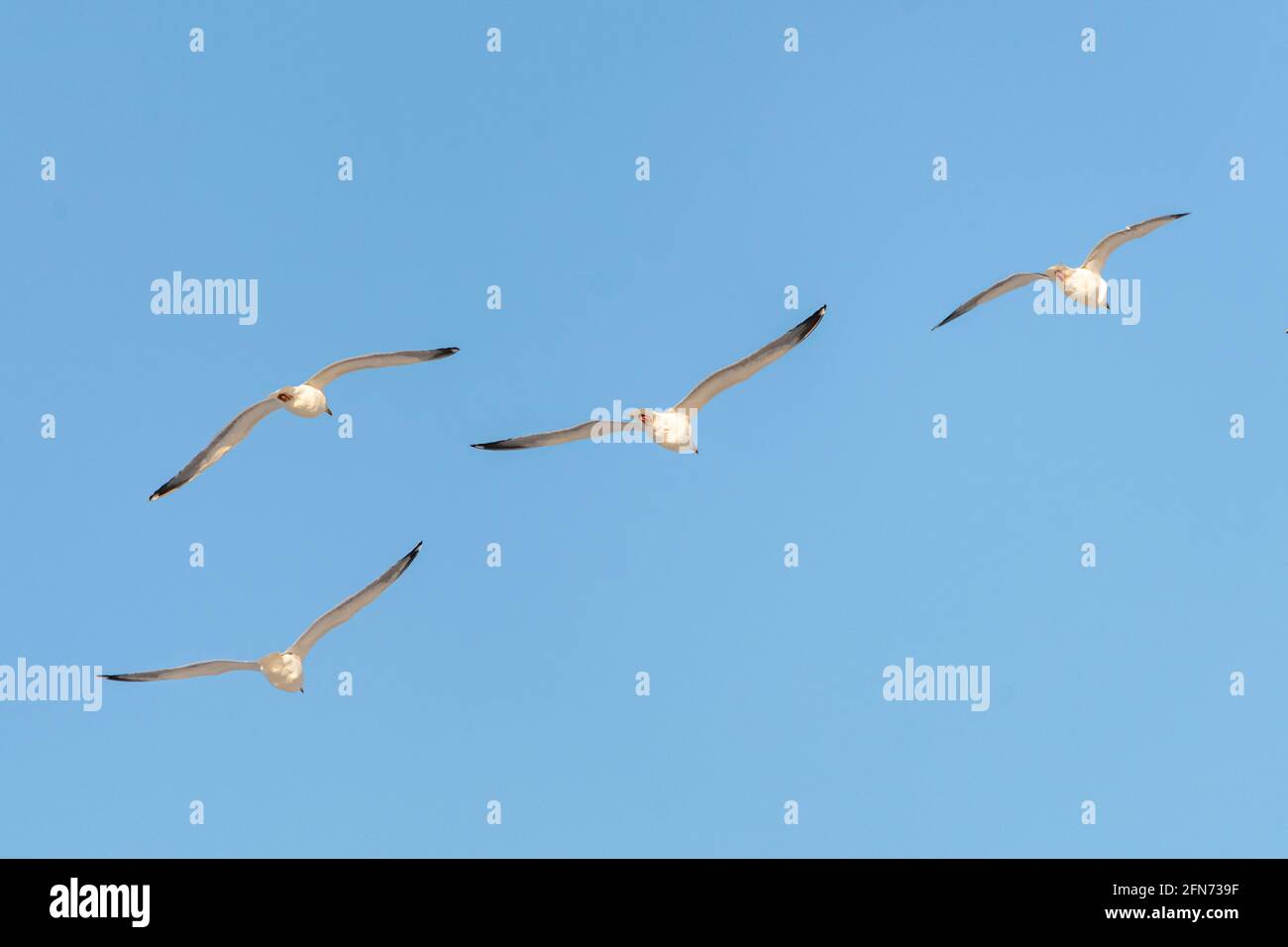 Small flock of sea gulls flying across a blue background crisp sky ...