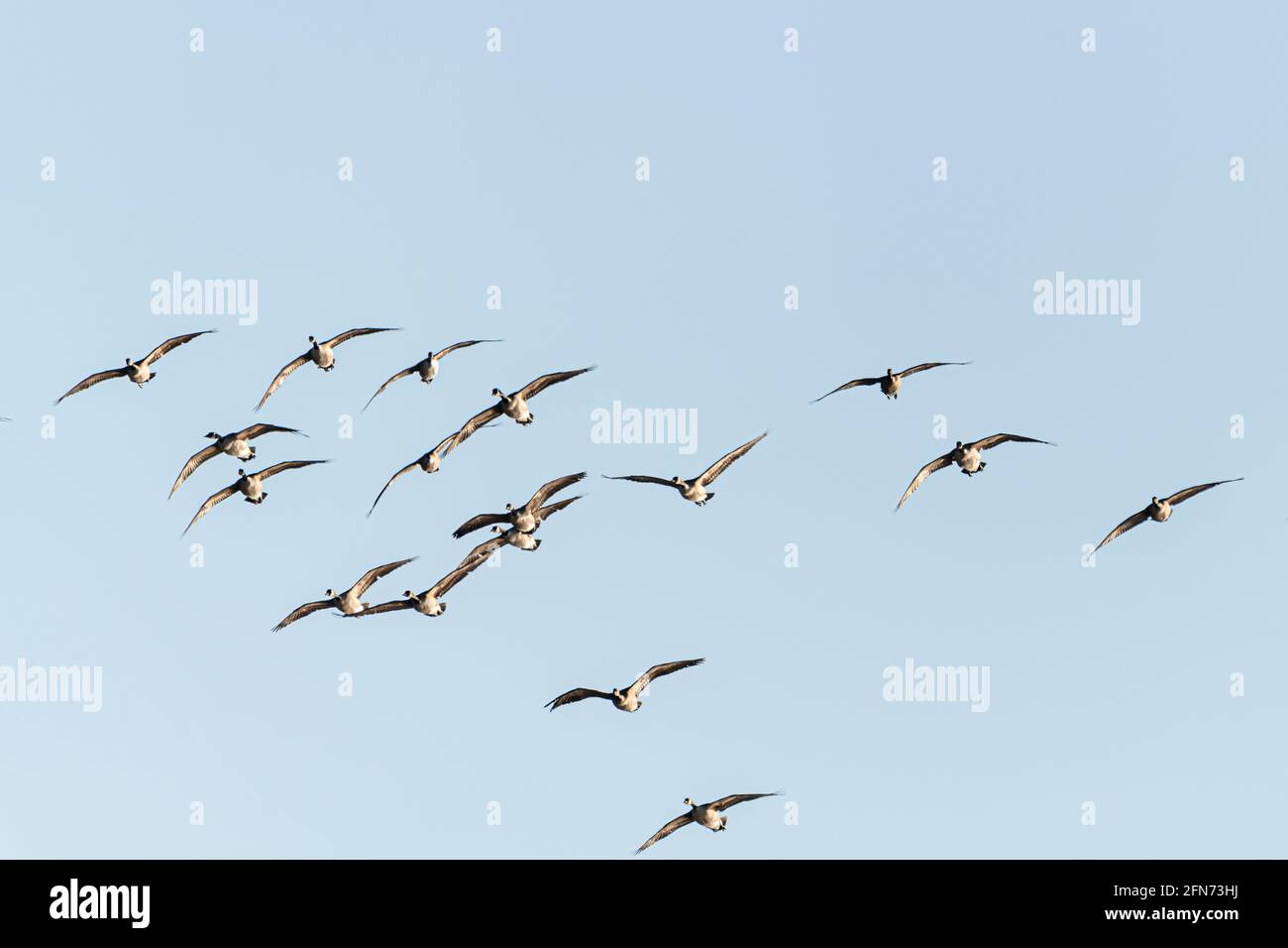 Large flock of geese seen in northern Canada during spring time ...