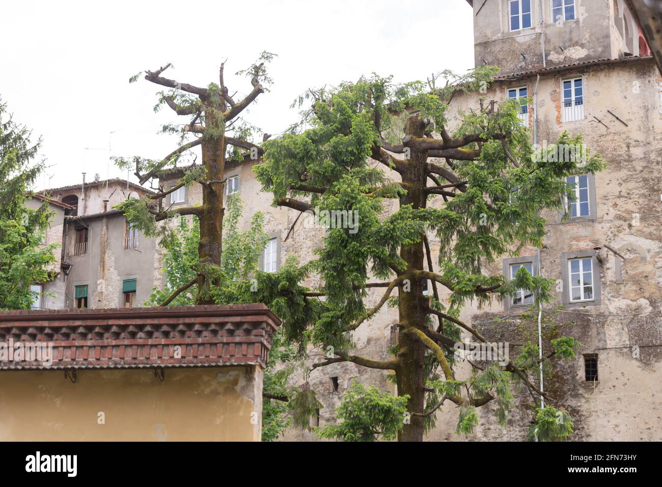 Very rough pruning of fir trees on the background of medieval houses ...