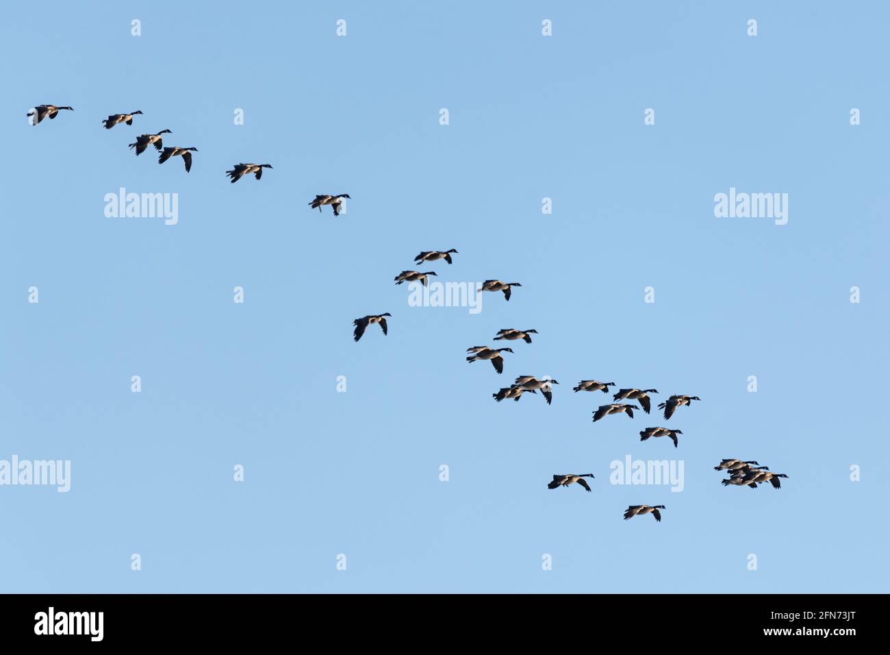 Large flock of geese seen in northern Canada during spring time ...